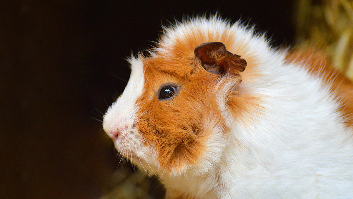 Quelle est la plus belle race de cochon d'Inde